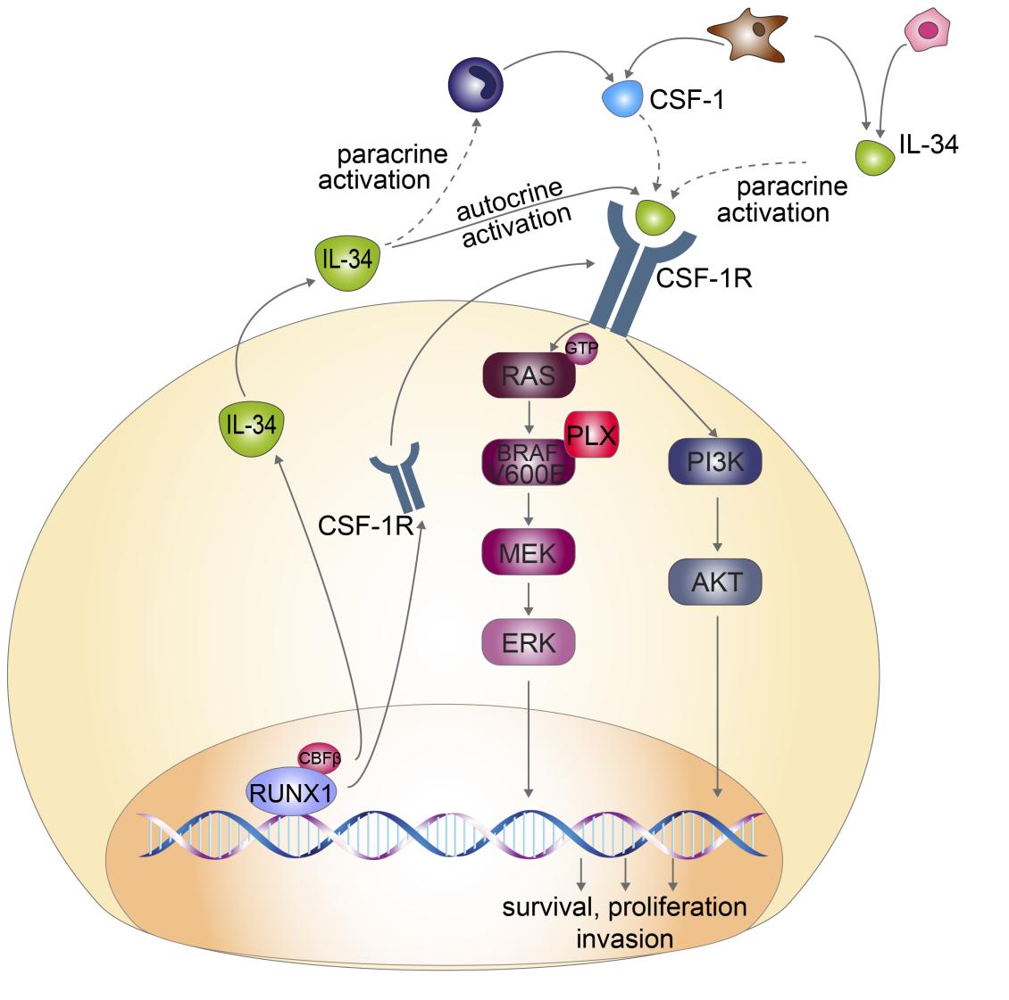 JCI Insight - The RUNX1/IL-34/CSF-1R axis is an autocrinally regulated ...