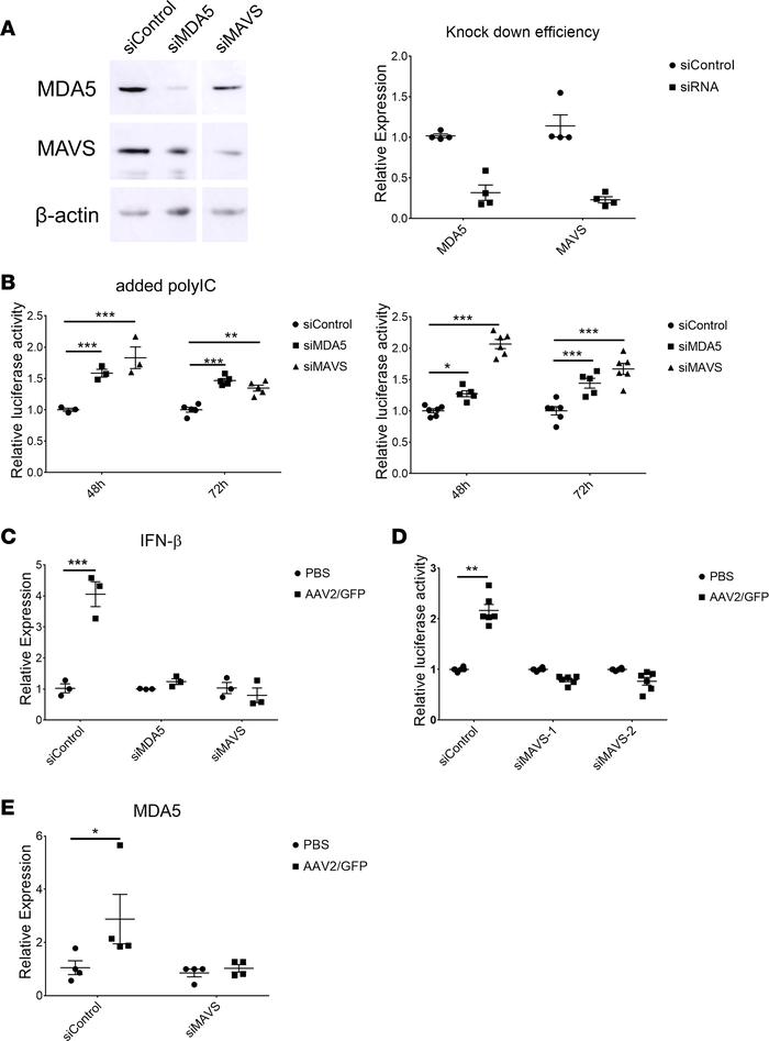 JCI Insight - Double-stranded RNA innate immune response activation ...