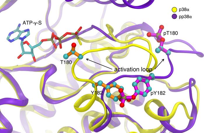 JCI Insight - The TAB1-p38α complex aggravates myocardial injury and ...