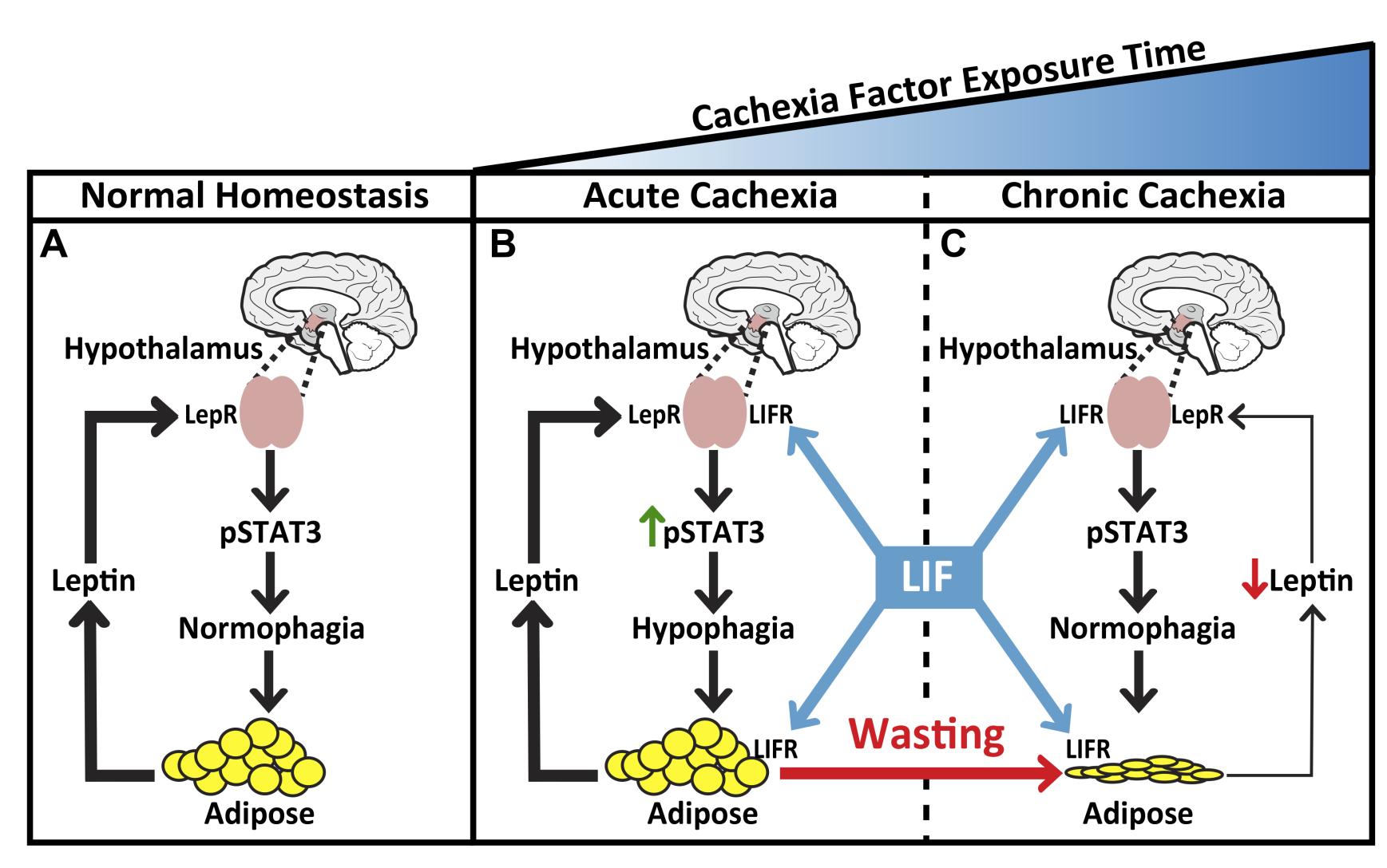 JCI Insight - Cachexia-associated adipose loss induced by tumor ...