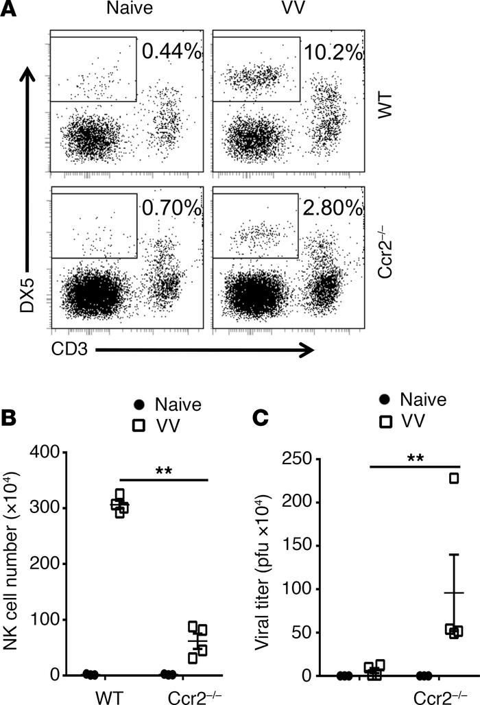 JCI Insight - PARP-1 controls NK cell recruitment to the site of viral ...
