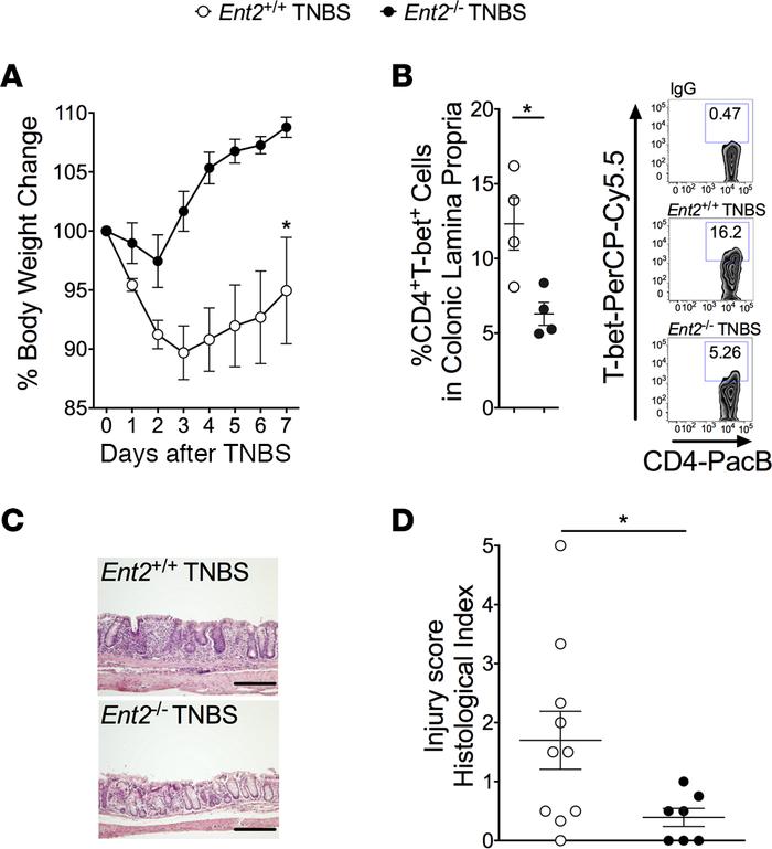 JCI Insight - Coordination of ENT2-dependent adenosine transport and ...