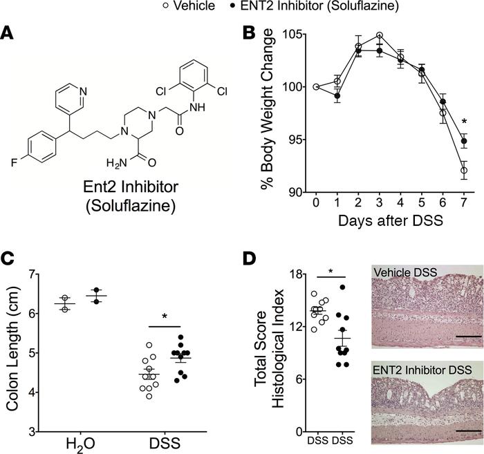 JCI Insight - Coordination of ENT2-dependent adenosine transport and ...
