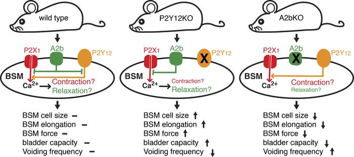 JCI Insight - Targetable purinergic receptors P2Y12 and A2b ...