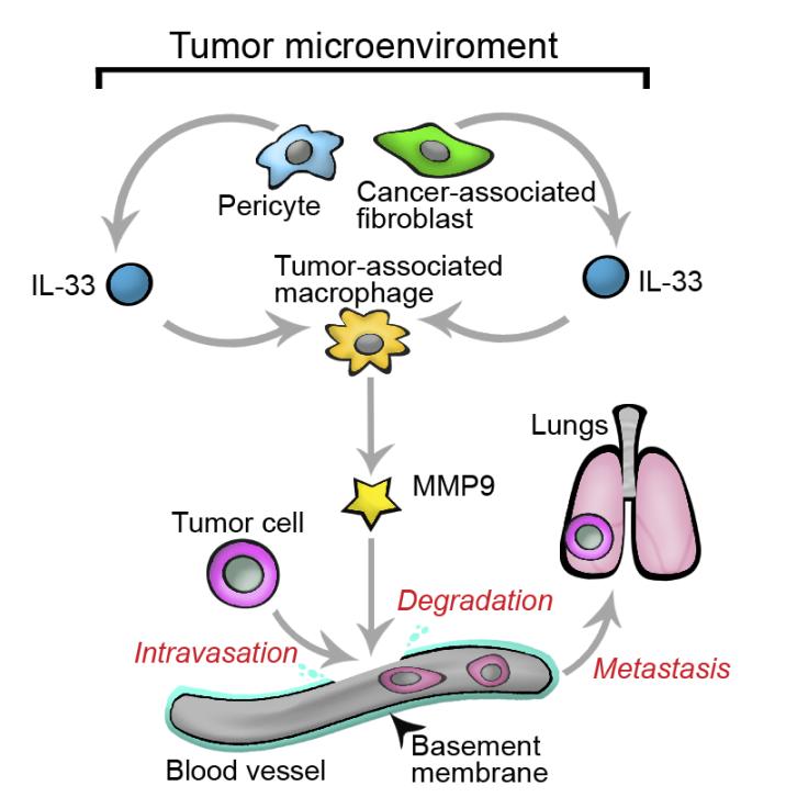 JCI Insight - Molecular mechanisms of IL-33–mediated stromal ...