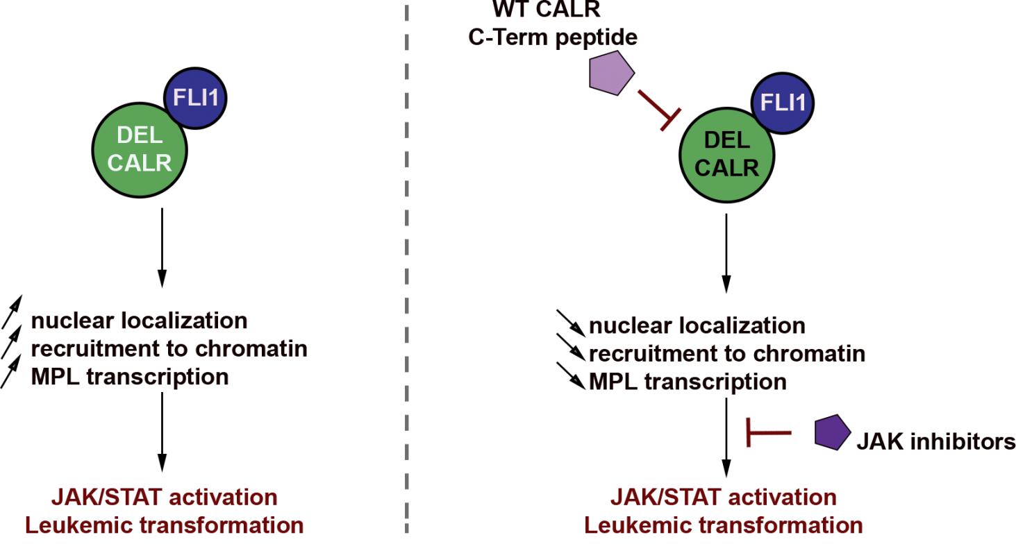 JCI Insight - Targeting the CALR interactome in myeloproliferative ...