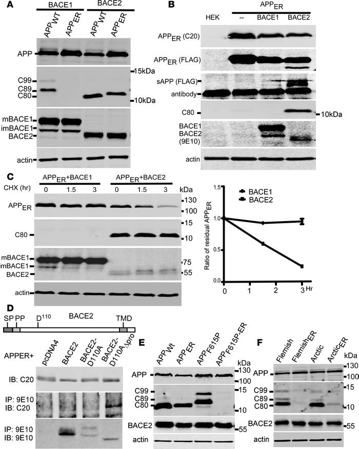 JCI Insight - BACE2, a conditional β-secretase, contributes to ...