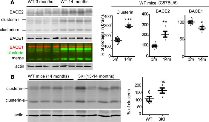 JCI Insight - BACE2, a conditional β-secretase, contributes to ...