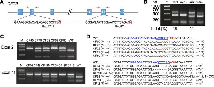 JCI Insight - A sheep model of cystic fibrosis generated by CRISPR/Cas9 ...