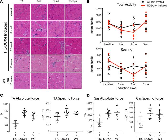 JCI Insight - AAV-mediated follistatin gene therapy improves functional ...