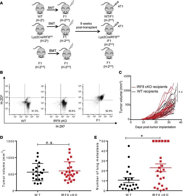 JCI Insight - IFN regulatory factor–8 expression in macrophages governs ...