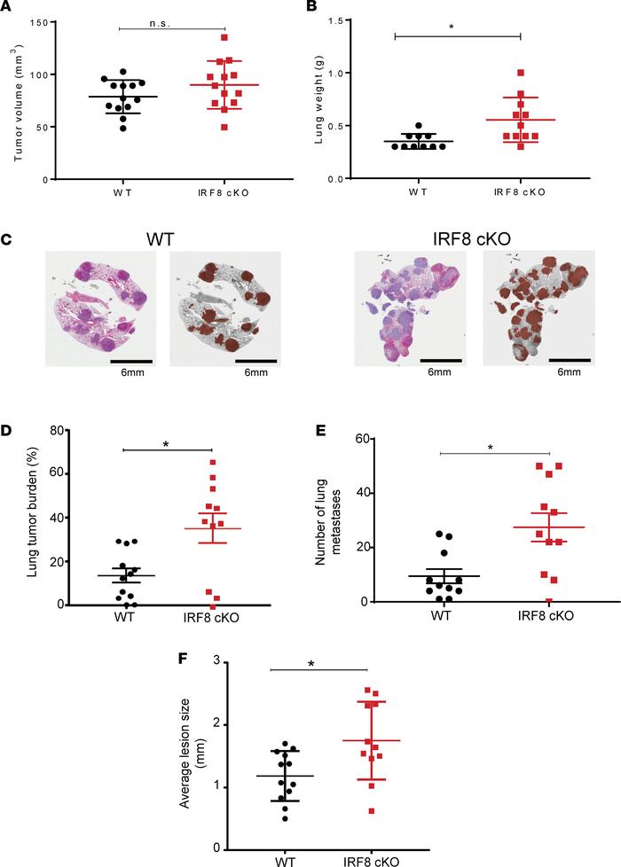 JCI Insight - IFN regulatory factor–8 expression in macrophages governs ...