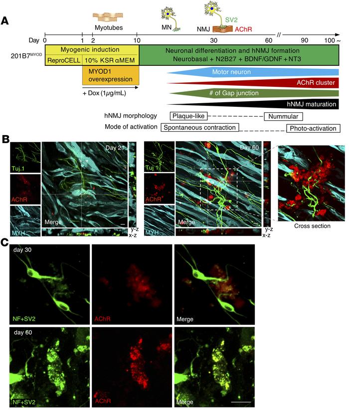 JCI Insight - iPSC-derived functional human neuromuscular junctions ...