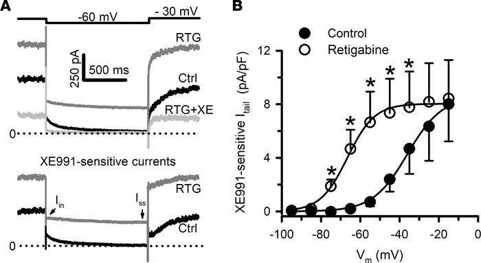 JCI Insight - KCNQ/M-channels regulate mouse vagal bronchopulmonary C ...