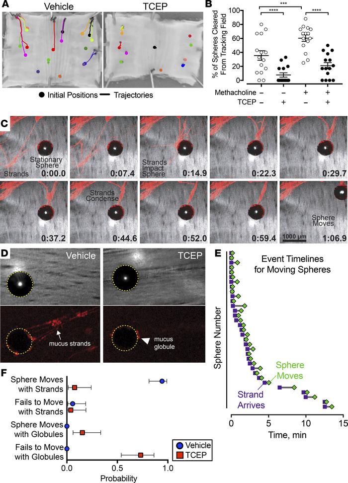 JCI Insight - Mucus strands from submucosal glands initiate mucociliary ...