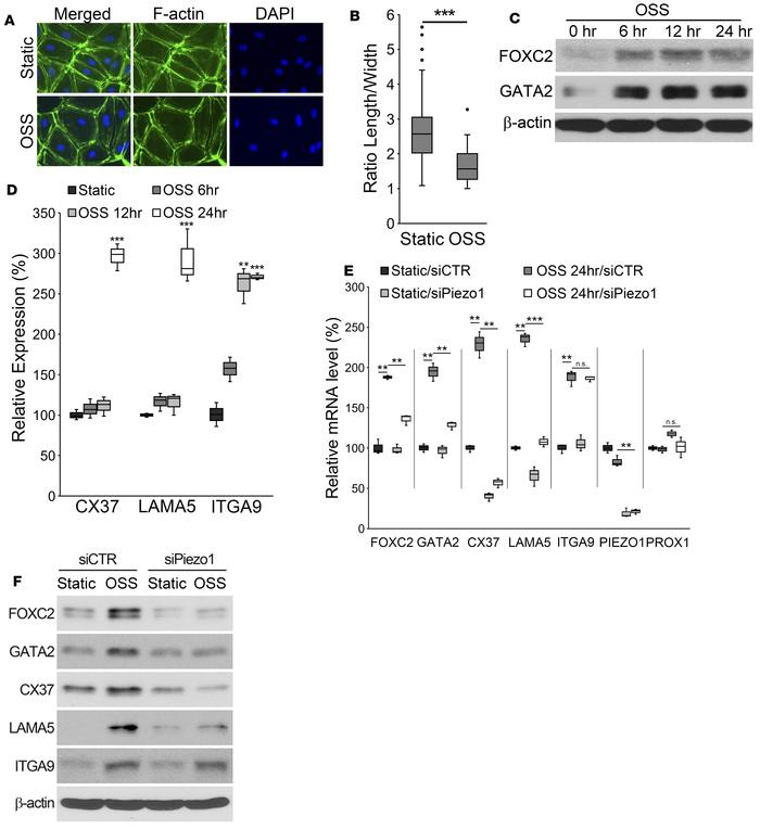 JCI Insight - Piezo1 incorporates mechanical force signals into the ...