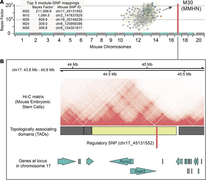 JCI Insight - Systems genetics identifies a macrophage cholesterol ...