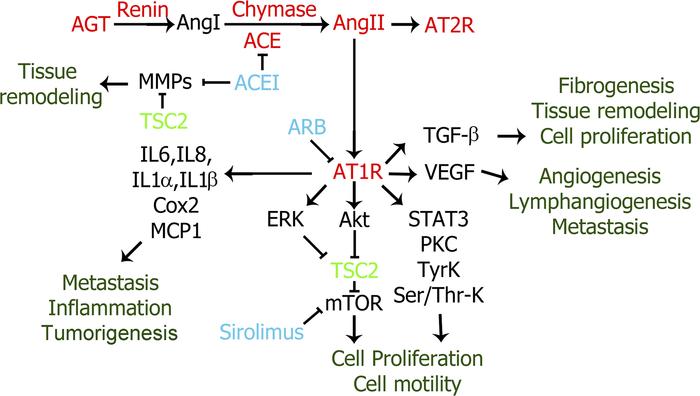 JCI Insight - Angiotensin-converting enzyme inhibitors may affect ...