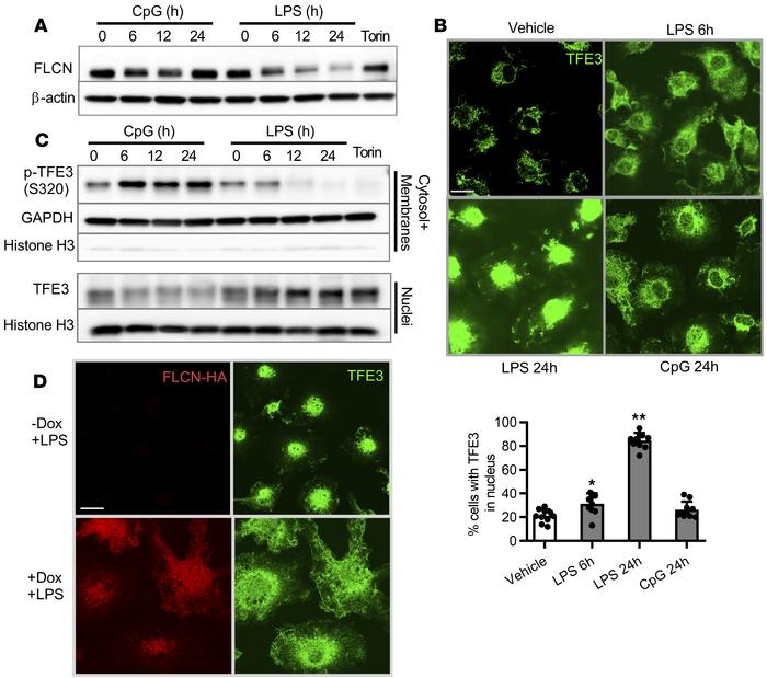 JCI Insight - Myeloid folliculin balances mTOR activation to maintain ...