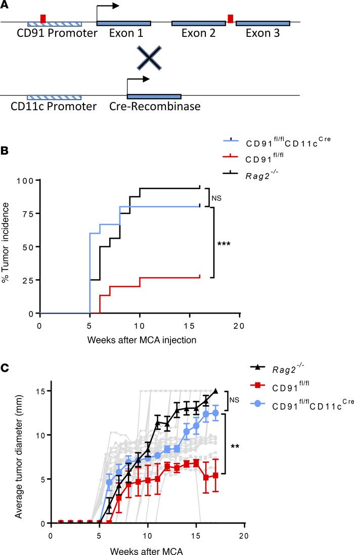 JCI Insight - CD91 on dendritic cells governs immunosurveillance of ...