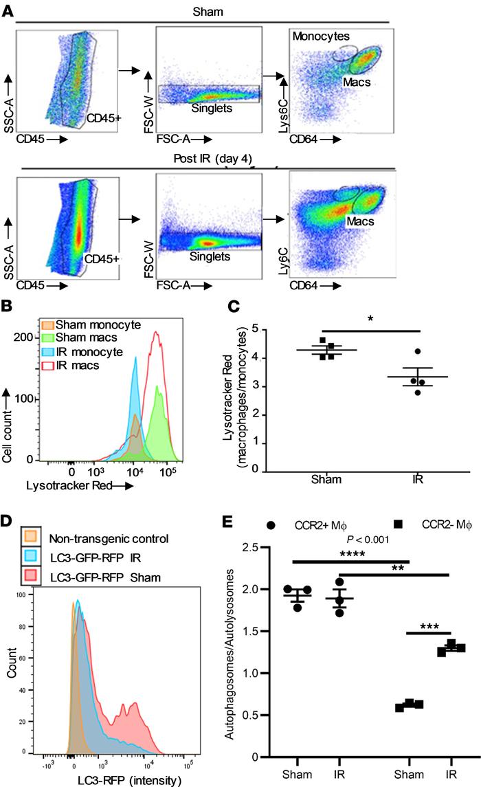 JCI Insight - TFEB activation in macrophages attenuates postmyocardial ...