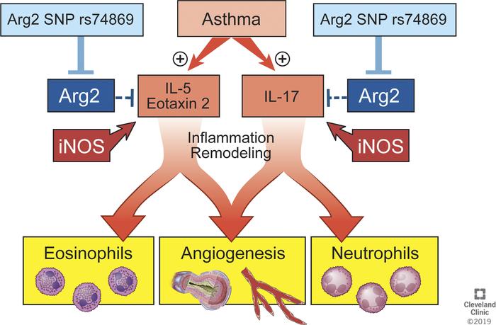 JCI Insight - Arginine metabolic control of airway inflammation