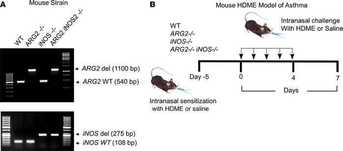 JCI Insight - Arginine metabolic control of airway inflammation