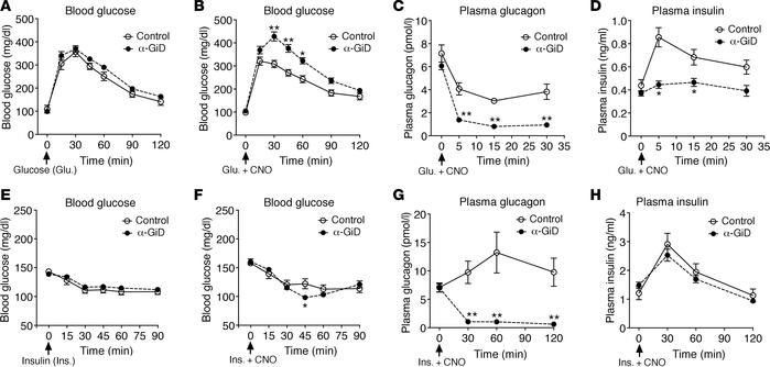 JCI Insight - Intraislet glucagon signaling is critical for maintaining ...