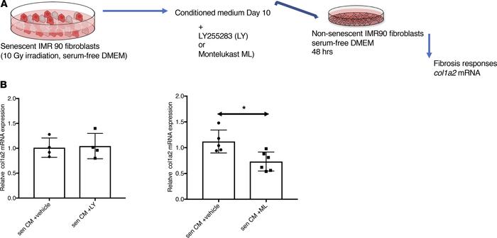 JCI Insight - Secretion of leukotrienes by senescent lung fibroblasts ...