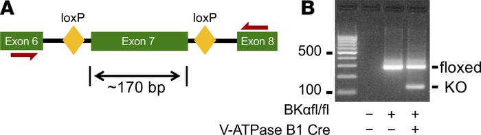 JCI Insight - Intercalated cell BKα subunit is required for flow ...