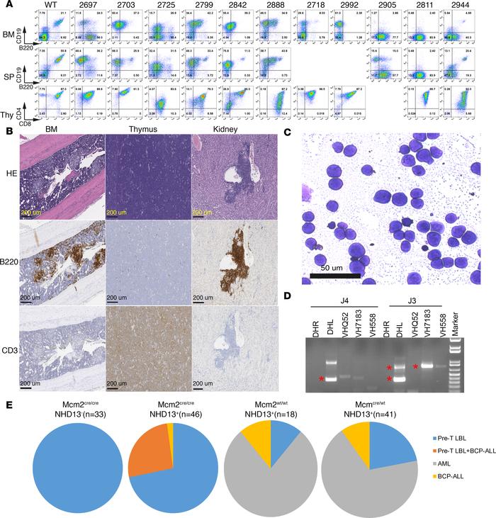 JCI Insight - A unique mutator phenotype reveals complementary ...