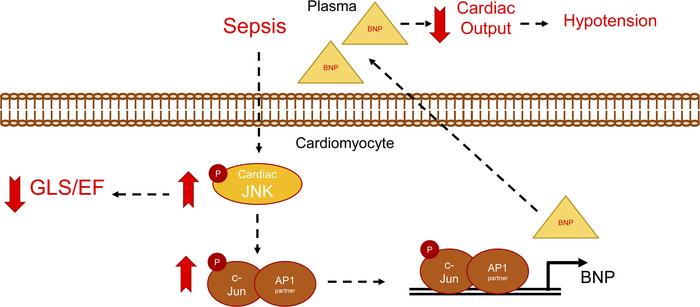 JCI Insight - B-type natriuretic peptide is upregulated by c-Jun N ...