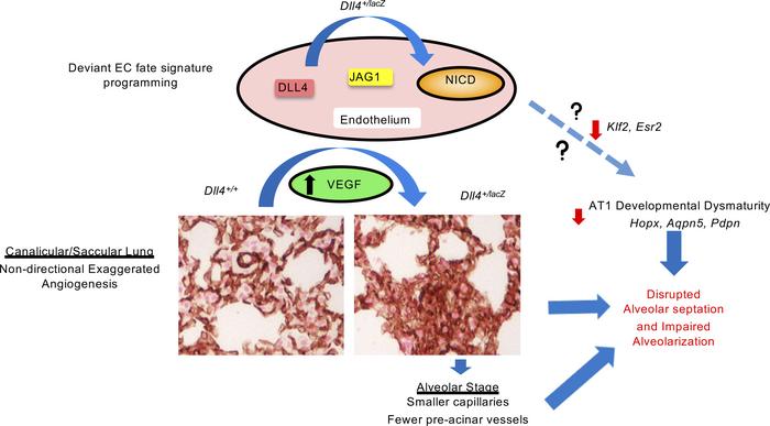 JCI Insight - Delta-like 4 is required for pulmonary vascular ...