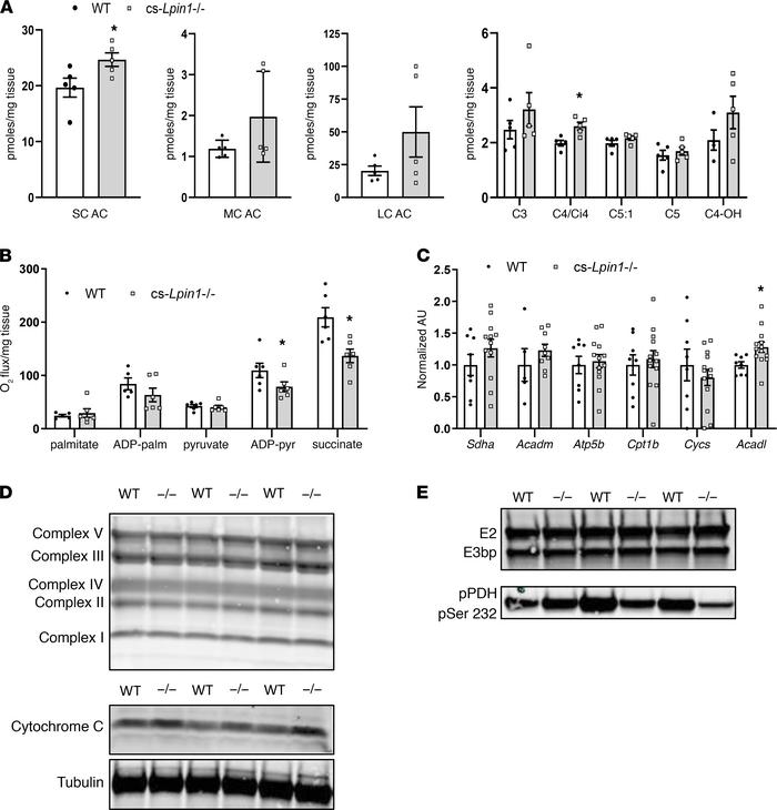 JCI Insight - Myocardial Lipin 1 knockout in mice approximates cardiac ...