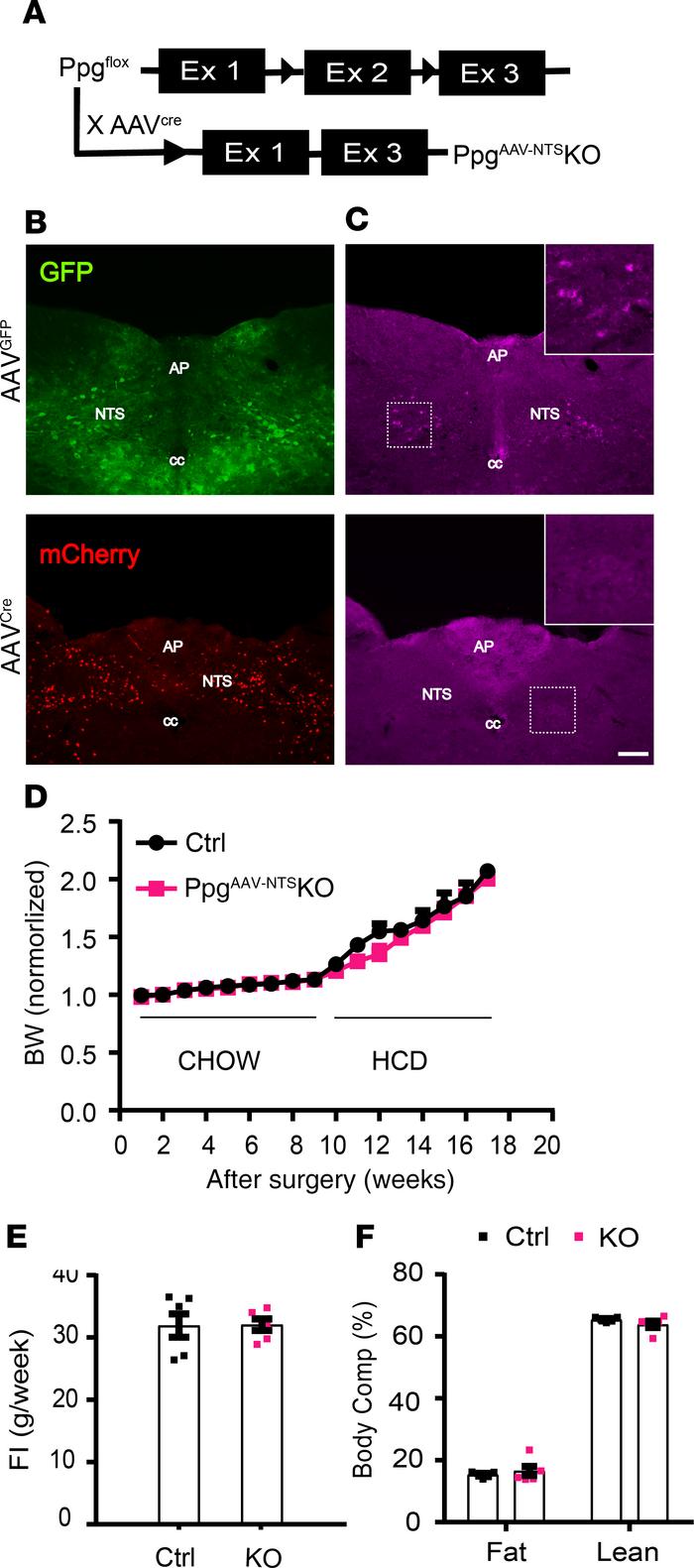 JCI Insight - Leptin receptor–expressing nucleus tractus solitarius ...