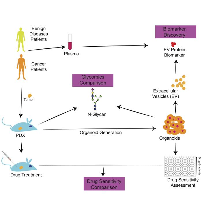 JCI Insight - PDX-derived organoids model in vivo drug response and ...
