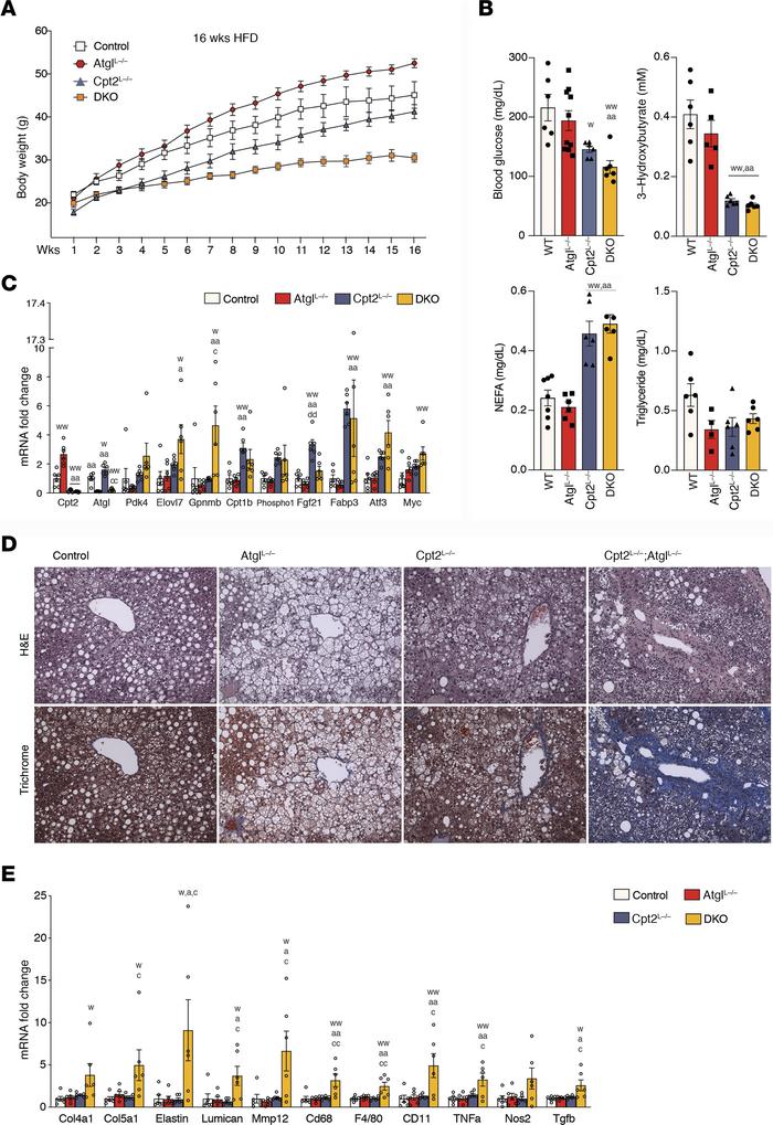 JCI Insight - Discordant hepatic fatty acid oxidation and triglyceride ...