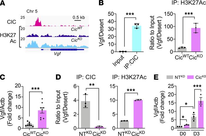 JCI Insight - CIC is a critical regulator of neuronal differentiation