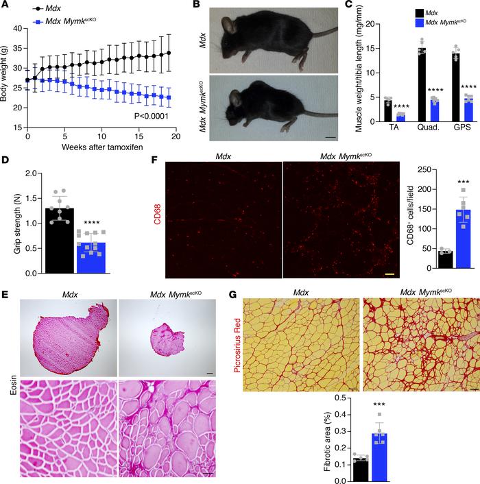 JCI Insight - Myocyte-derived Myomaker expression is required for ...