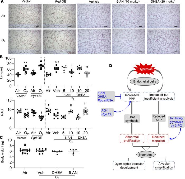 JCI Insight - The pentose phosphate pathway mediates hyperoxia-induced ...