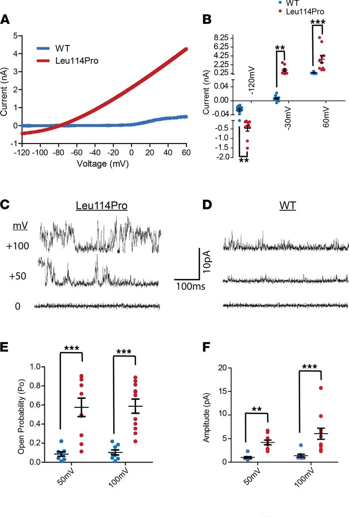 JCI Insight - A KCNK16 mutation causing TALK-1 gain of function is ...