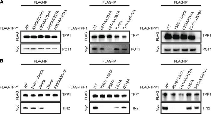 JCI Insight - TPP1 mutagenesis screens unravel shelterin interfaces and ...