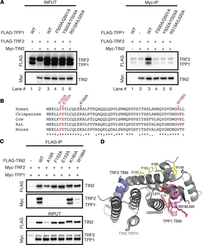JCI Insight - TPP1 mutagenesis screens unravel shelterin interfaces and ...