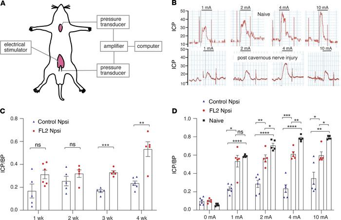 JCI Insight - Fidgetin-like 2 negatively regulates axonal growth and ...