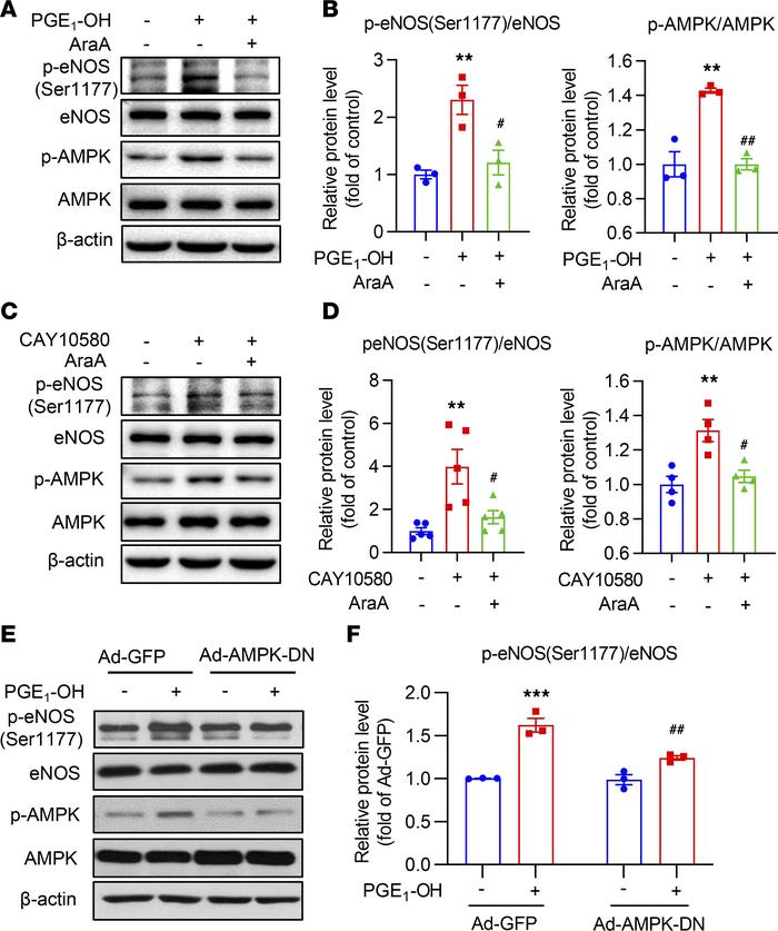 JCI Insight - Endothelial cell prostaglandin E2 receptor EP4 is ...