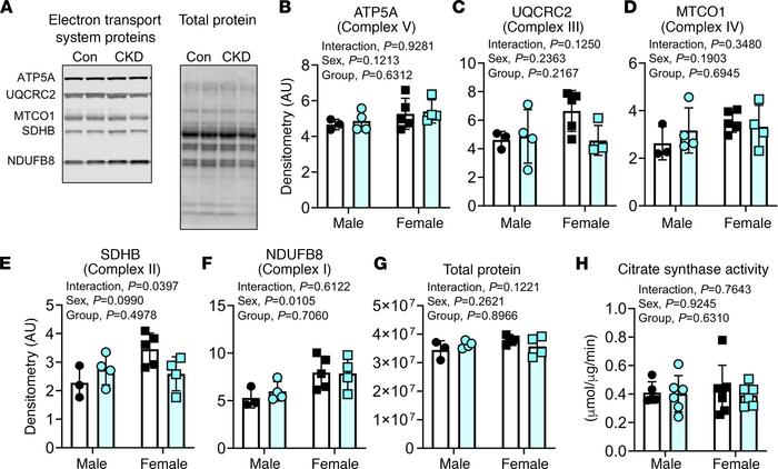 JCI Insight - Impaired muscle mitochondrial energetics is associated ...