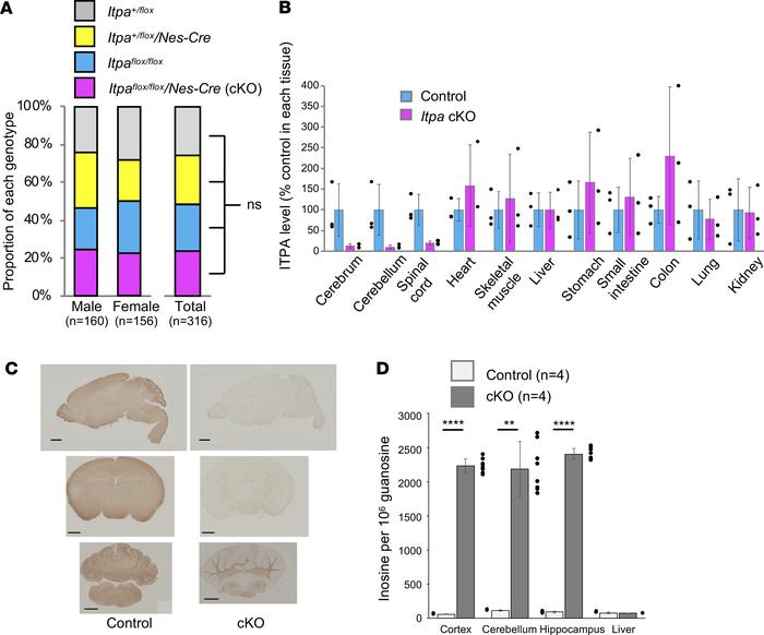 JCI Insight - Neural stem cell–specific ITPA deficiency causes neural ...