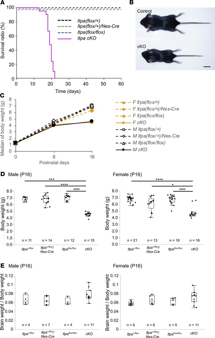 JCI Insight - Neural stem cell–specific ITPA deficiency causes neural ...