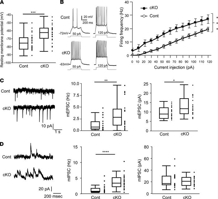 JCI Insight - Neural stem cell–specific ITPA deficiency causes neural ...