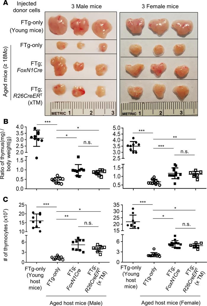 JCI Insight - Thymic rejuvenation via FOXN1-reprogrammed embryonic ...